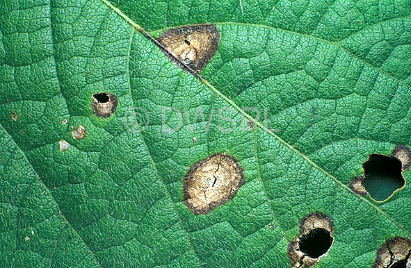 ANGULAR LEAF SPOT (PHAEOISARIOPSIS SP.) ON RICE BEAN LEAF (VIGNA UMBELLATA)