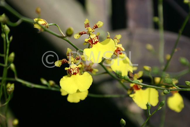 ONCIDIUM GOLDIANA 'GOLDEN SHOWERS'